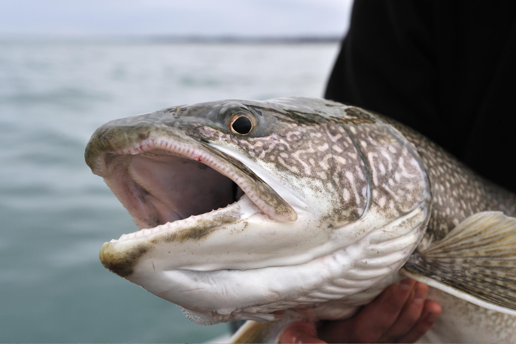 Mack Days | Lake Trout Fishing